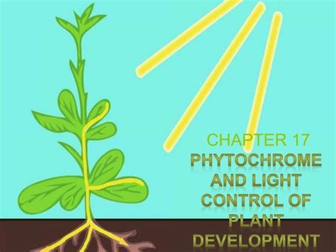 Phytochrome Structure And Function By Nour Deeb Pptx