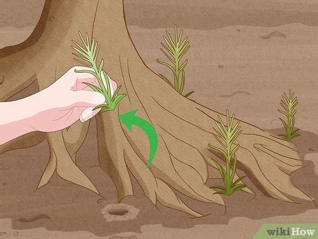 How To Pollinate Fruit Trees With Pictures WikiHow Life