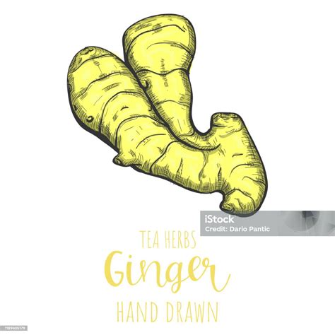 생강 루트 손으로 그린 벡터 일러스트 고립 된 허브 차 스케치 0명에 대한 스톡 벡터 아트 및 기타 이미지 0명 건강관리와 의술 건강한 생활방식 Istock