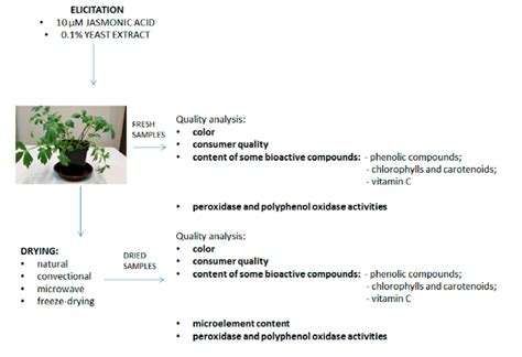 Scheme Of The Experimental Procedure Download Scientific Diagram