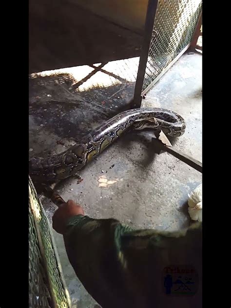 Great Python 🪱 Shorts Shortvideo Sexing Python Youtube