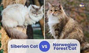 Siberian Vs Norwegian Forest Cat A Comprehensive Comparison