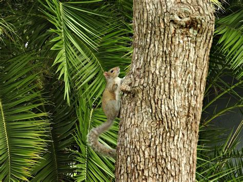 MadSnapper Tree Rats