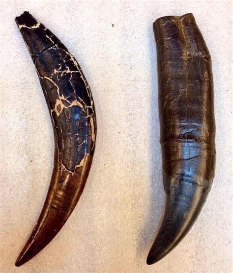 Smilodon Facts Habitat Diet Fossils Pictures