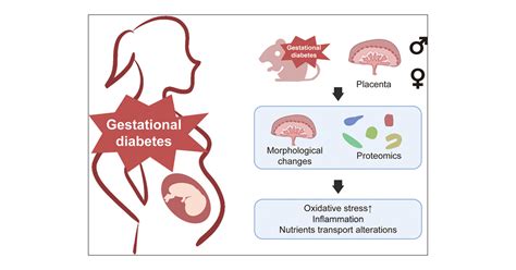 Sex Specific Alterations In Placental Proteomics Induced By Intrauterine Hyperglycemia Journal
