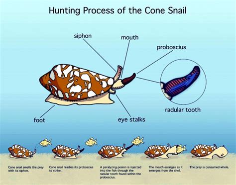 Geography Cone Snail Region At Kathy Carter Blog