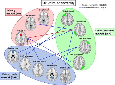 Between Network Structural Connectivity The Figure Indicates The