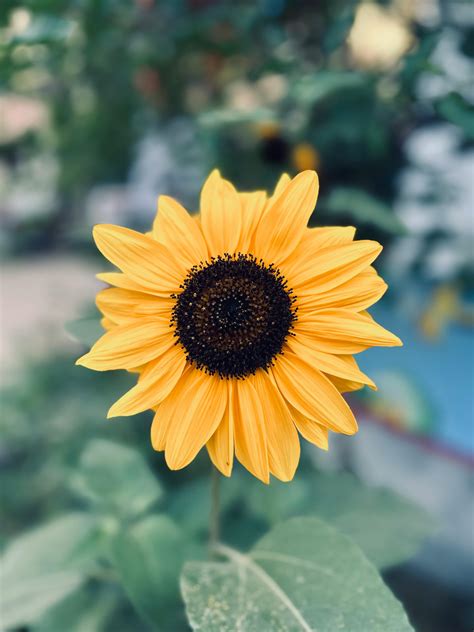 갱신 계절의 꽃 꽃 꽃무늬 꽃이 피는 꽃잎 노란 꽃잎 다채로운 러스틱 매크로 밝은 살아 있는 선명한 식물 식물군 식물의 야생화 야외에서 여름