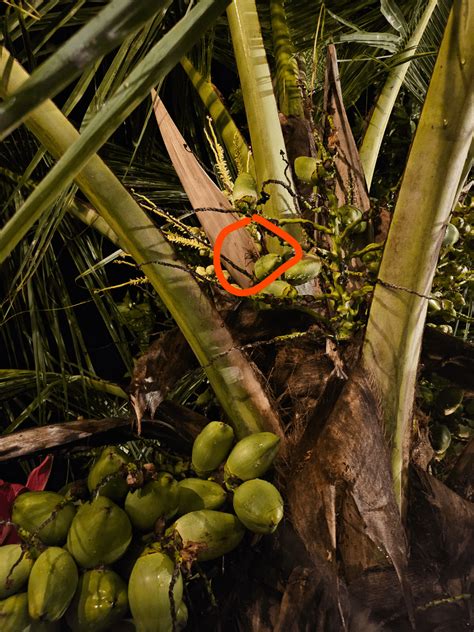 What Spider Is This Java Indonesia Rspiders