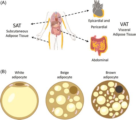 Adipose Tissue Diagram
