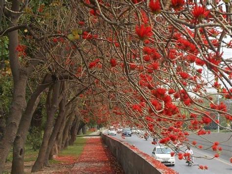 Greensquad Look At The Beauty Of Gul E Nishtar In Lahore