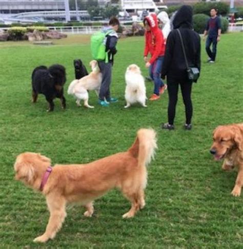 彭福公園 沙田彭福公園是可以帶寵物入園的 E123長青網 長者服務及老人院資訊