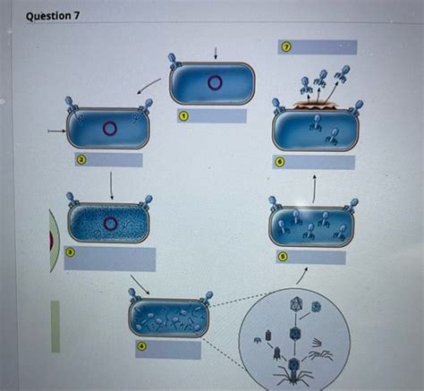 Microbiology Lecture 4 Quiz And Test Based Flashcards Quizlet