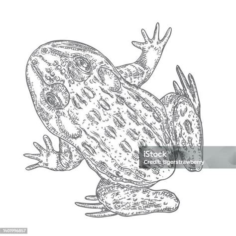 회색의 숲 개구리 선 그림 마법의 아누란 또는 독 두꺼비 손 그리기 요술 부두 마법 속성 할로윈 일러스트레이션 벡터 개구리에 대한 스톡 벡터 아트 및 기타 이미지 Istock