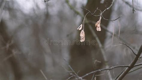 Голые ветви дерева пошатывая на ветру сток видео Видео насчитывающей ветрено вал 174397867