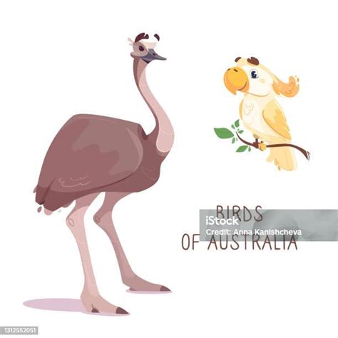 타조 에뮤와 앵무새 흰색 배경에 고립 만화 스타일의 귀여운 호주 조류의 벡터 일러스트 그림 옷 인쇄 어린이 책 카드 포스터용
