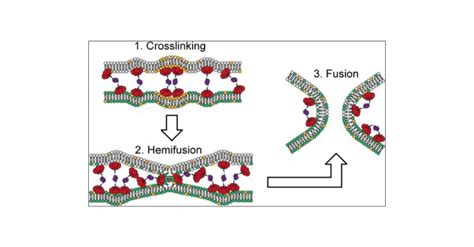Saurabh Srivastava Phd On Linkedin Membrane Fusion Mediated By Non Covalent Binding Of Re