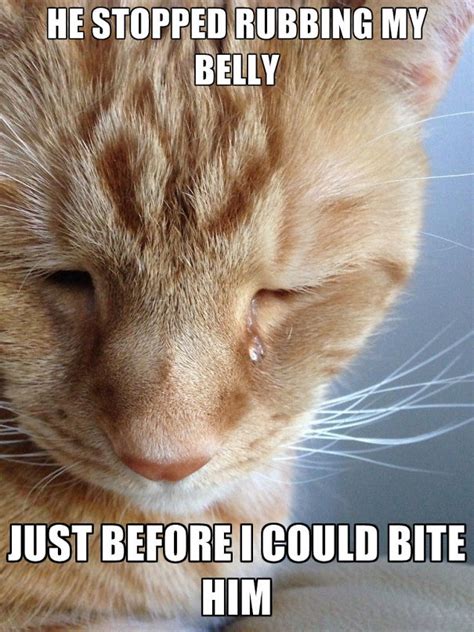 First World Problems Cat Meme