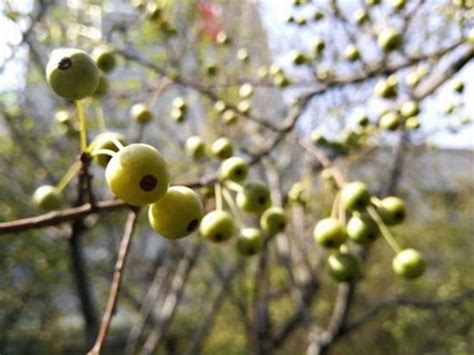 天上海寧潮地上海棠果 每日頭條