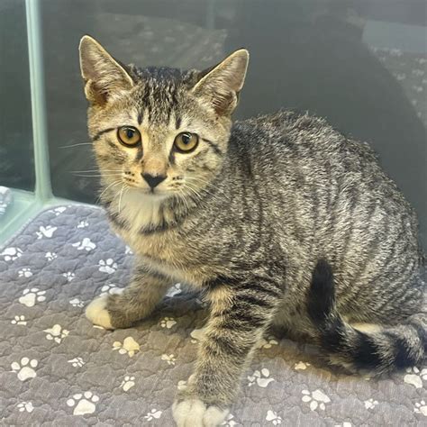 코리안숏헤어 애기 화이트고양이분양 화이트비숑프리제분양사이트 화이트포메라니안분양사이트 화이트말티즈분양사이트 화이트말티푸분양사이트 화이트푸들분양사이트 화이트먼치킨분양사이트