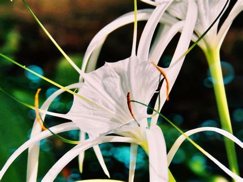 Premium Photo Spider Lily