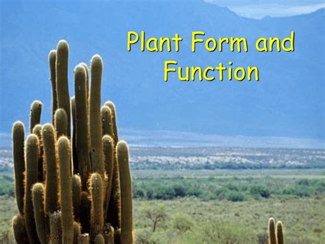 plant form and function lecture slides biol 1120 docsity