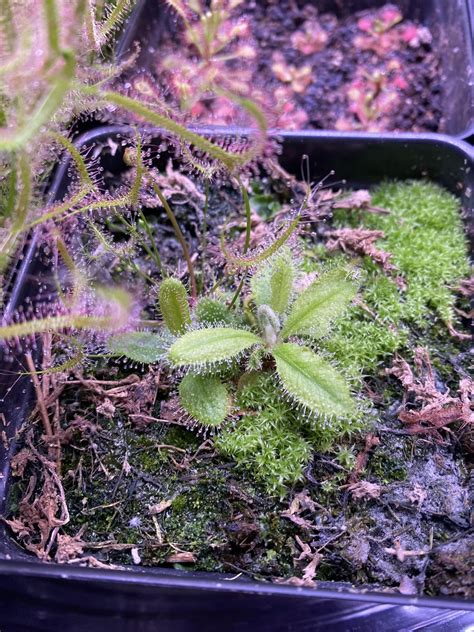 D Adelae Advice R Sundewlove