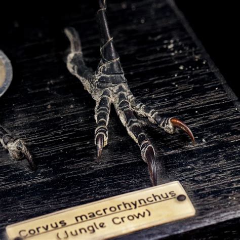 Specimen Showcase｜crow Control