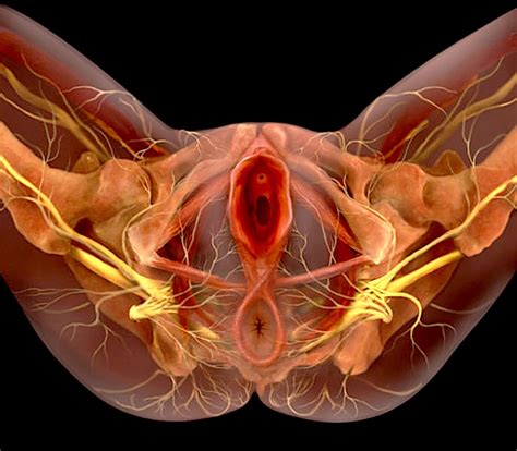 Vaginal Anatomy Nerves