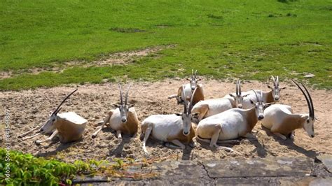 Scimitar Oryx Or Scimitar Horned Oryx Oryx Dammah Sahara Or Algazel