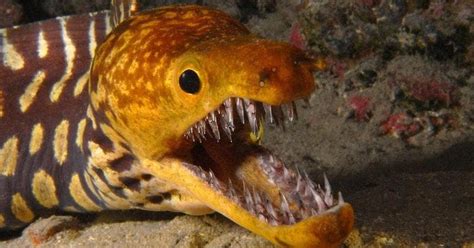 Deep Sea Fish Scary Fish And Sea Creatures