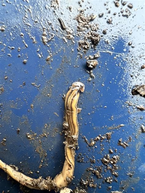 Hammerhead Flatworm Today In Nc Rinvasivespecies