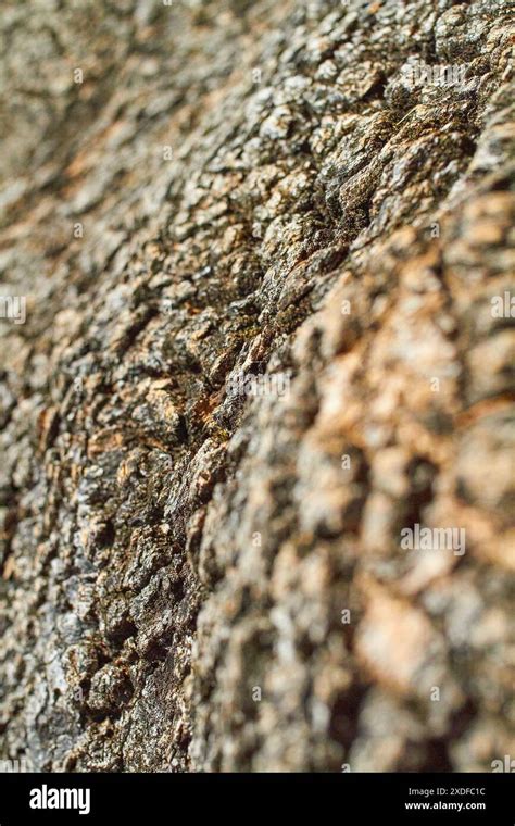 Detail Of Tree Bark Close Up Texture Background Stock Photo Alamy