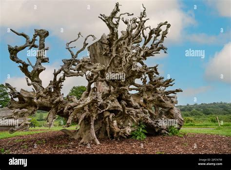 Close Up Of A Massive Long Since Felled Aged And Weathered Tree Trunk