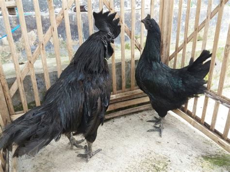 Cemani Farms What Should You Know About Ayam Cemani Before Doing