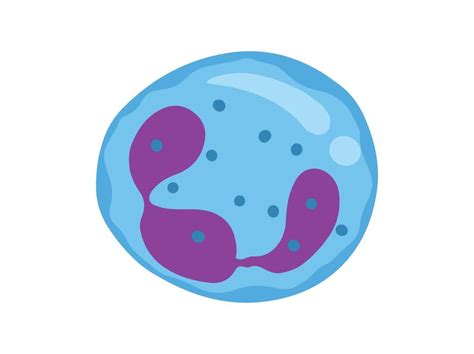 Neutrophil Vector Art Icons And Graphics For Free Download