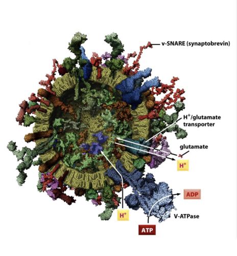 Lecture 5 Synaptic Transmission Flashcards Quizlet