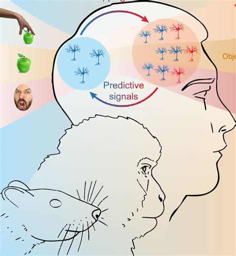 Social Perception And Social Interaction In Mammals In The Social