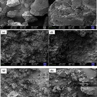 A SEM Micrographs Of MS B SEM Micrographs Of MSC C SEM Micrographs Of Download Scientific