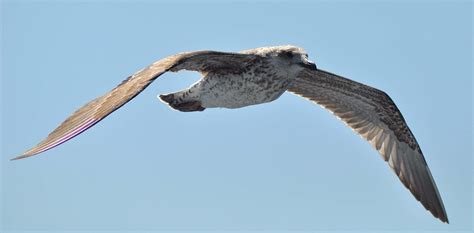 Seagull Bird Flying Free Photo On Pixabay