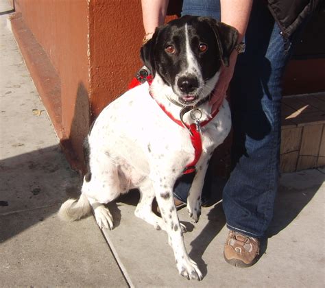 Pointer Cattle Dog Mix
