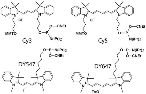 Monomethoxytrityl Mmt Groups Are Present On The Cy Dyes The Download Scientific Diagram
