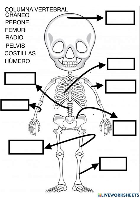 Esqueleto Humano Interactive Exercise For Educación Infantil Human
