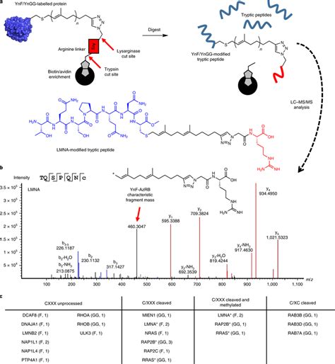 Direct Detection Of Post Translational Processing Of Prenylated