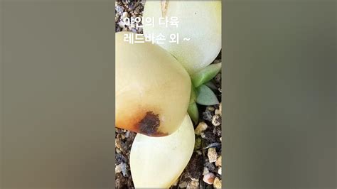 적심자구들 귀욤귀욤 꿀잠 하셔유 ~ 파종이 실생 다육 다유기 다육이 다육식물 반려식물 다육판매 다육이판매 다육이키우기 다육인스타그램 매혹이 청주