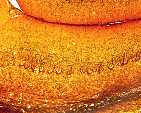 Cerebellar Cortex Light Micrograph Stock Image C059 3820 Science Photo Library