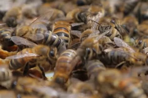 Types Of Beehives Explained A Beginner S Guide To Choosing Your Perfect Hive Bees And Beekeeping