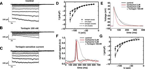 The Time Dependent Hyperpolarization Activated Current I Kh And Its