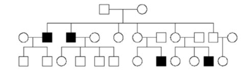 Genetics Final Flashcards Quizlet