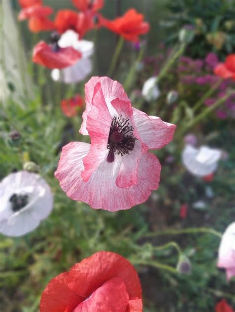Розовый маки | Plants, Garden